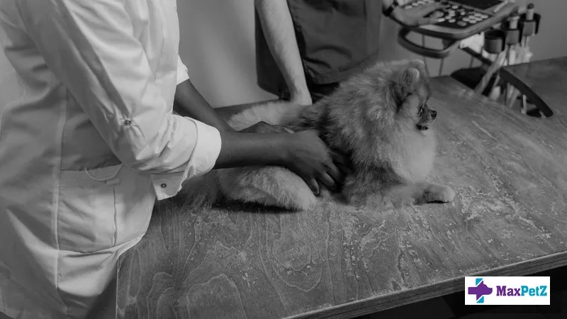 Bladder Stones in Dogs – Symptoms & Treatment | MaxPetz Delhi